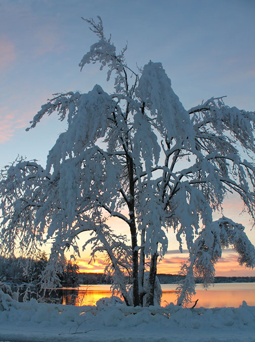 Bowing Birch Tree at Sunrise-NH – Blackstone Valley Art Association